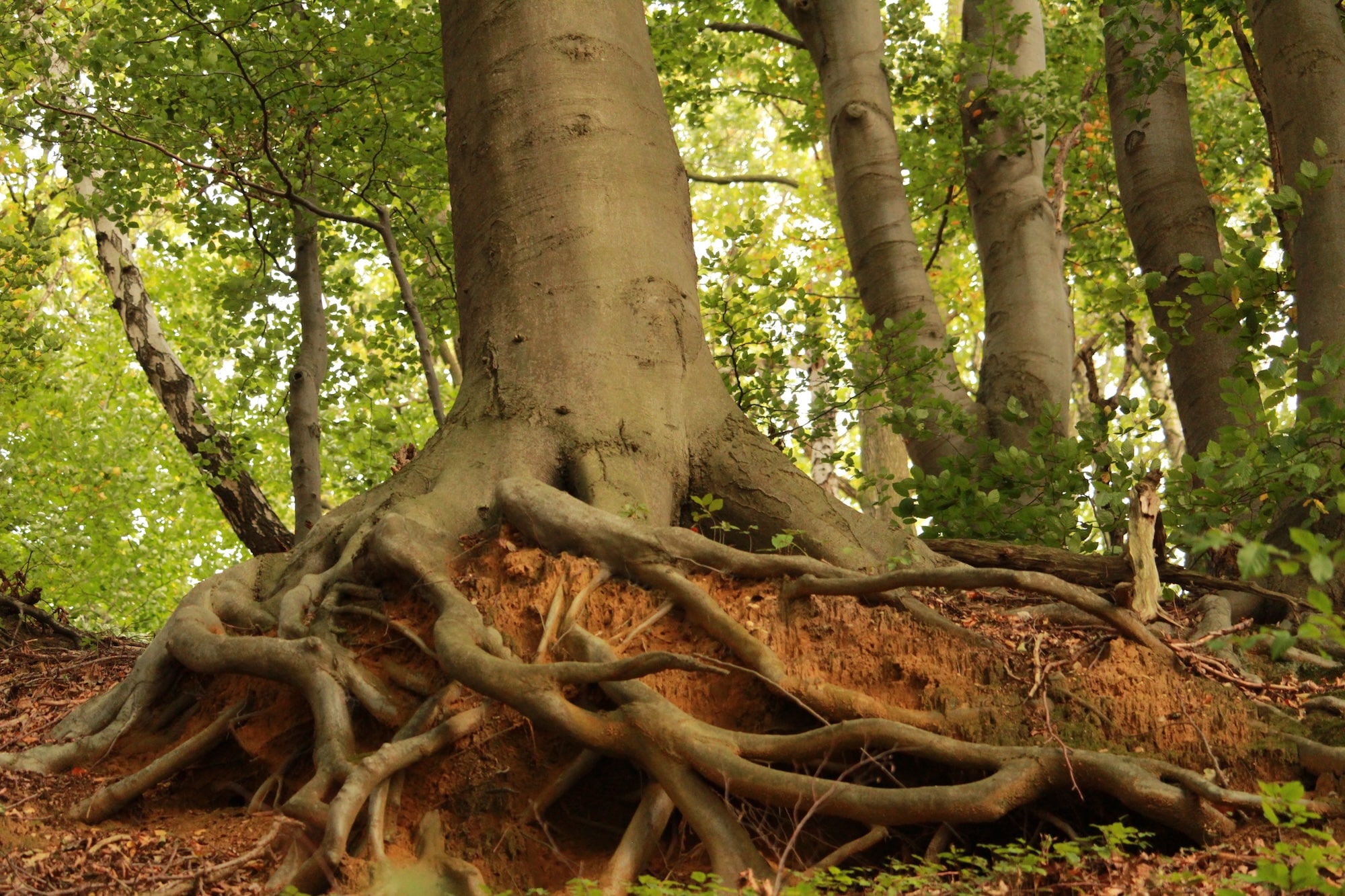 What Girdling Roots Are and Why They Kill Mature Trees | Emerald Tree ...